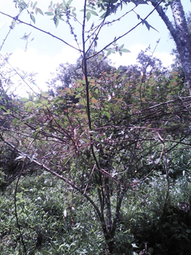 Khasiat Andaliman, Bumbu dari Tanah Batak | Tobaria