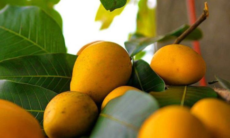 Komoditas Andalan, Lezatnya 3 Buah Khas Sumut Yang Wajib Dicoba | Tobaria